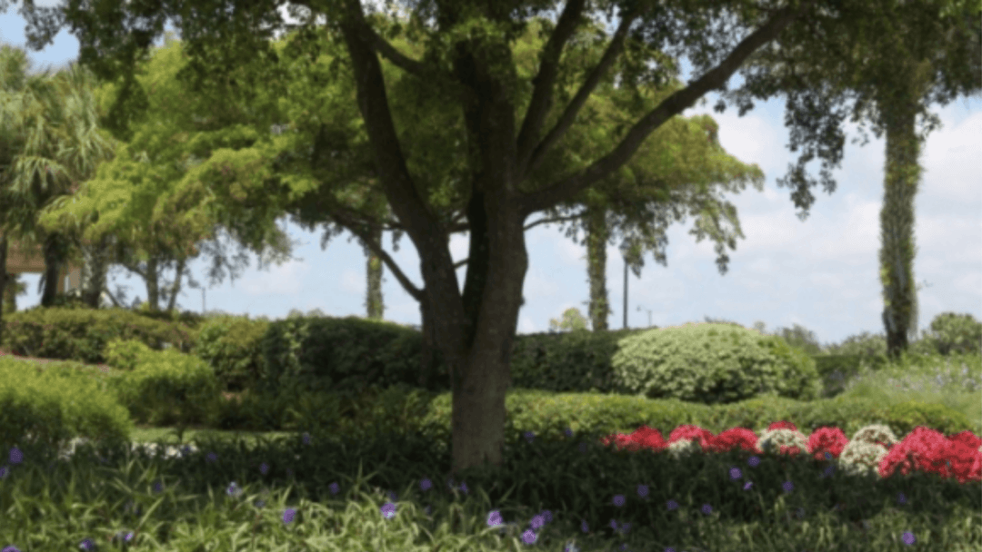 Why Rejuvenation Pruning is Important | Mainscape Blog
