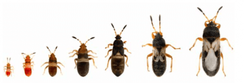 Pest Alert: Southern Chinch Bug | Mainscape | Landscape Services
