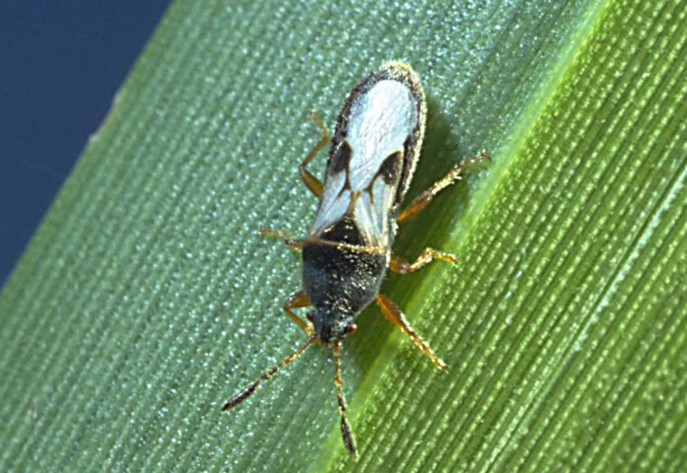 Pest Alert: Southern Chinch Bug | Mainscape | Landscape Services