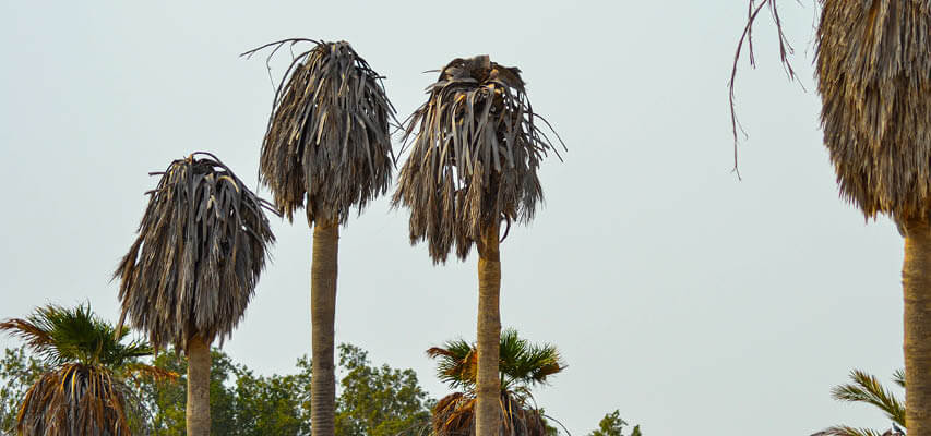 Incurable killers of precious palm trees | Mainscape | Landscape Services