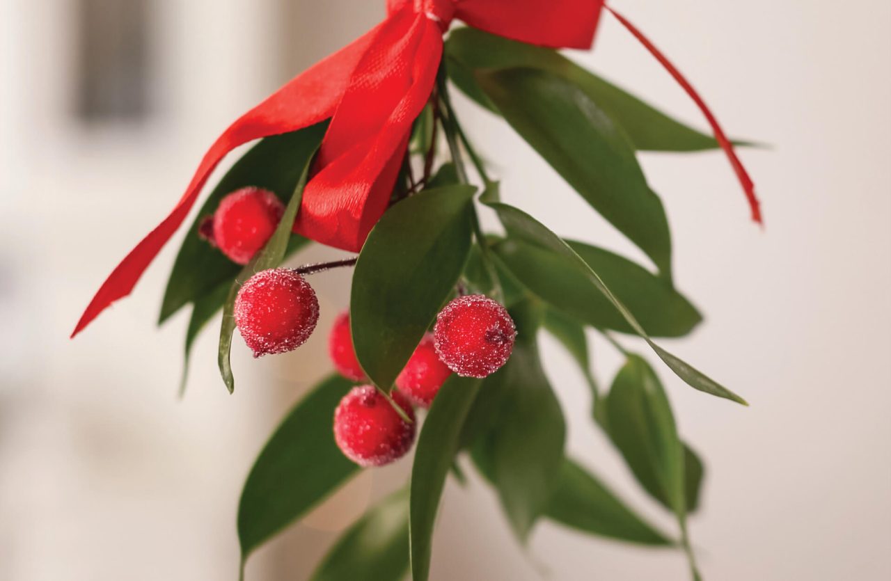 Favorite Christmas Flora: Facts, Myths & Legends | Mainscape ...