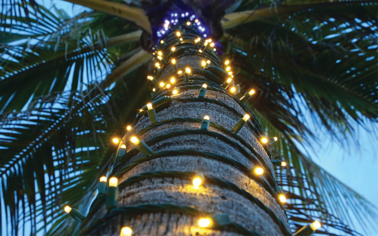 Favorite Christmas Flora: Facts, Myths & Legends | Mainscape ...